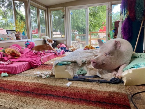 A New Bed for Esther The Wonder Pig