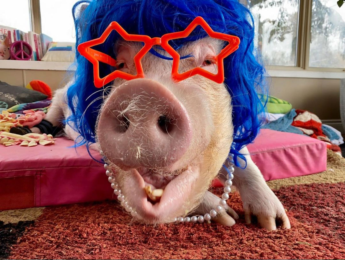 A New Bed for Esther The Wonder Pig